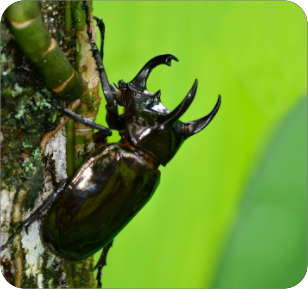 Insects - Khao Yai National Park
